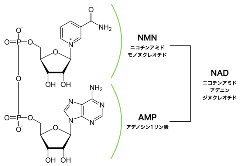 NMNとナイアシンの違いをわかりやすく解説｜NAD+増加にどちらが効果的？ | FUROU