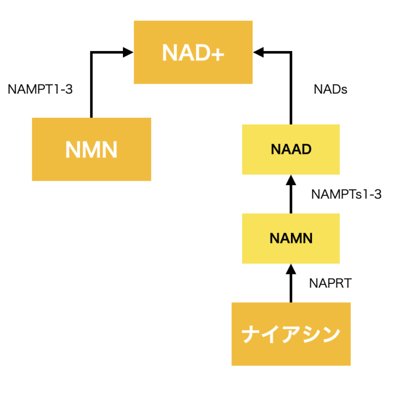 NMNとナイアシンの違いをわかりやすく解説｜NAD+増加にどちらが効果的？ | FUROU
